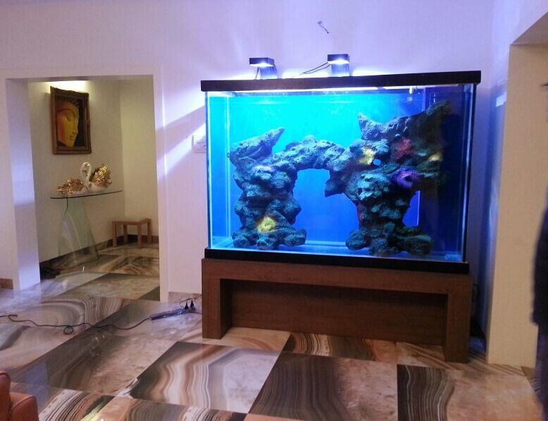 Making Your Home Saltwater Aquarium Picture Perfect | Petsourcing