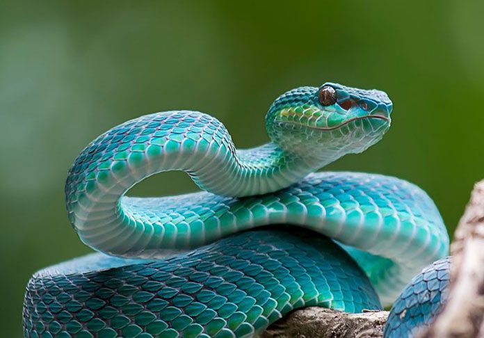 Dangerous Reptiles | Petsourcing