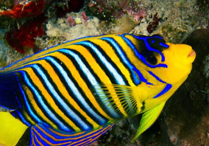 Trimming your Pet Bird's Wings | Petsourcing