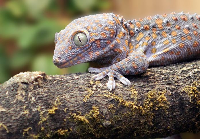 Dangerous Reptiles | Petsourcing