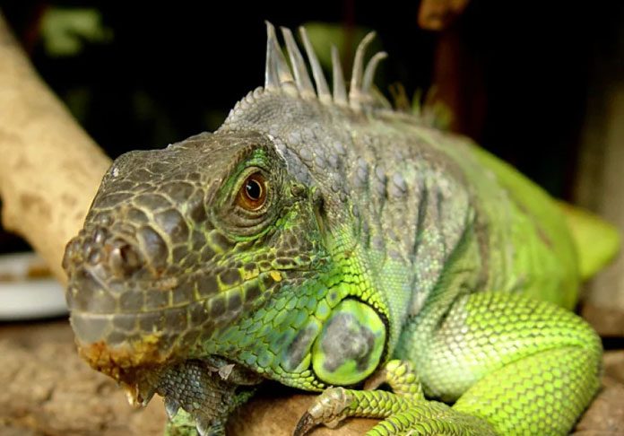 Dangerous Reptiles | Petsourcing