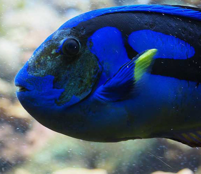 9 things to look for to be sure you're buying a healthy fish | Petsourcing