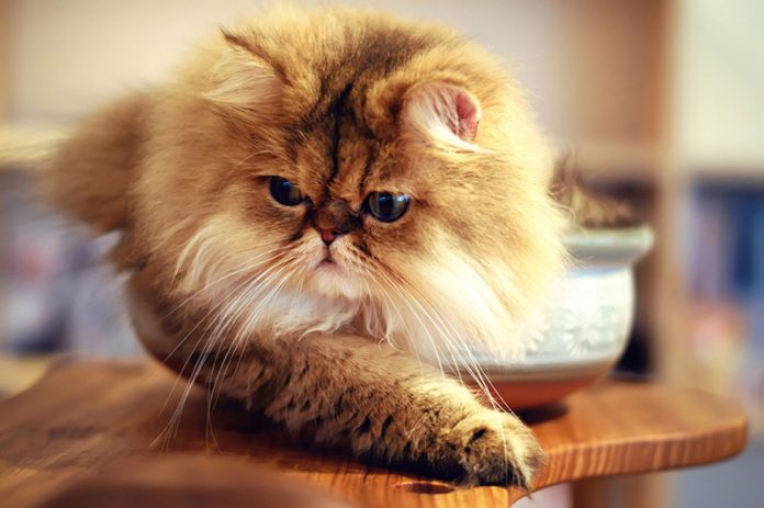 What You Need to Know about Persian Cat Care | Petsourcing