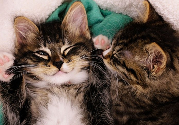 Petsourcing | A web's source of Pet news, pet product, pet supplier ...