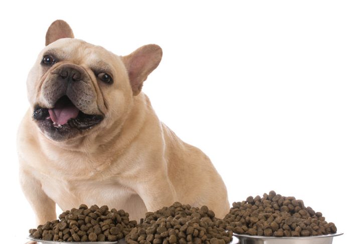 Iberzoo+ProPet | Petsourcing