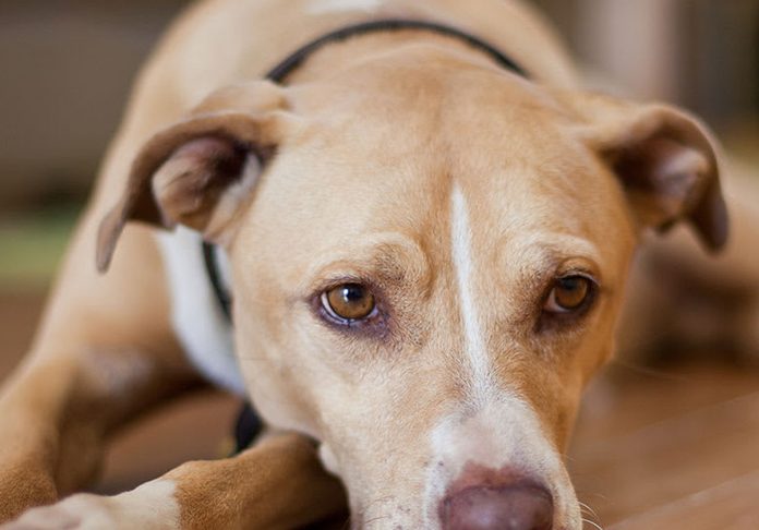 Iberzoo+ProPet | Petsourcing