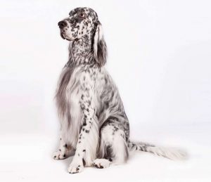 How to Groom an English Setter | Petsourcing
