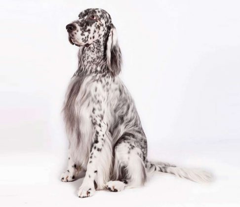 How to Groom an English Setter | Petsourcing