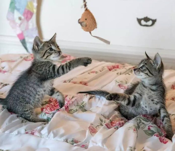 The Power of Your Cat's Playtime | Petsourcing